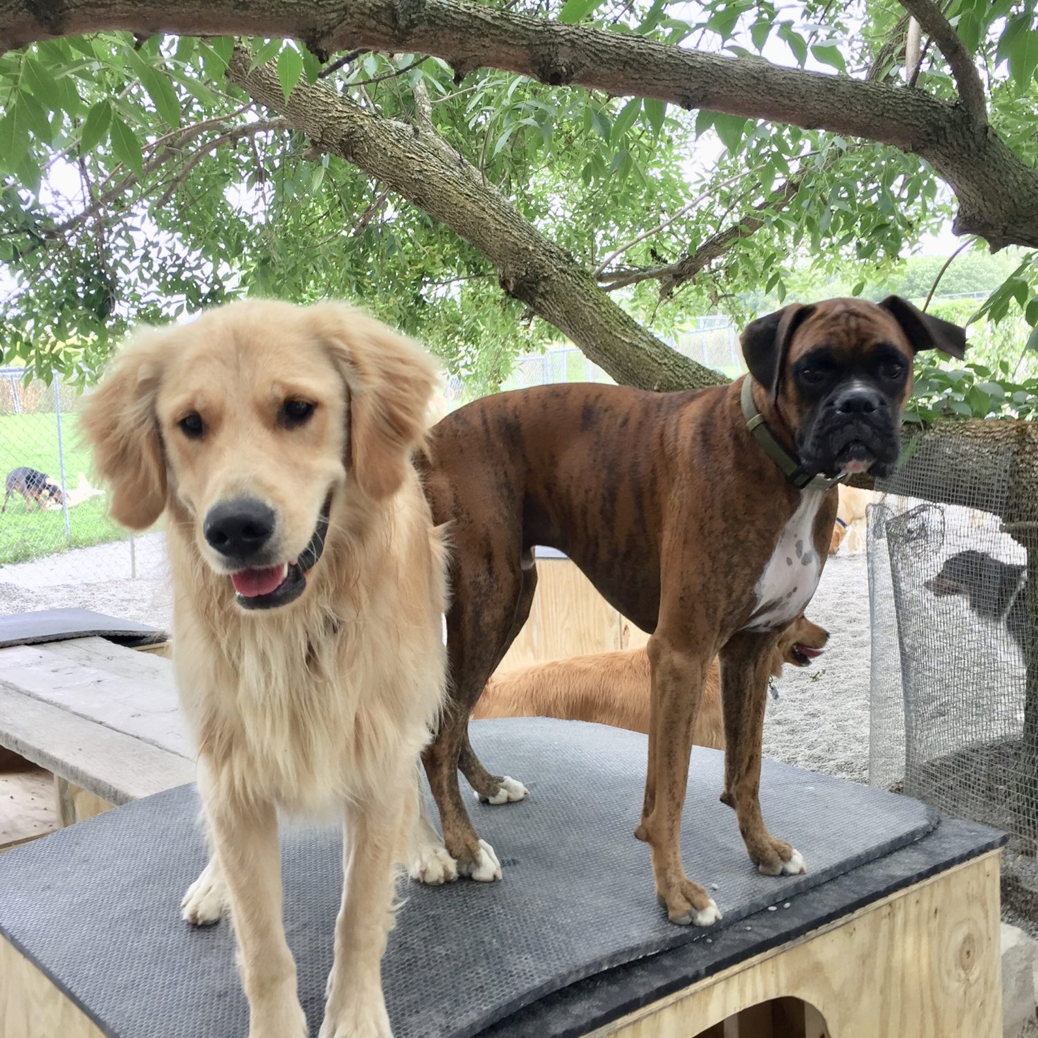 Photo Gallery | Canine Comfort Dog Daycare & Boarding